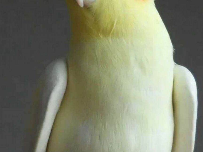 Попугай корелла девочка