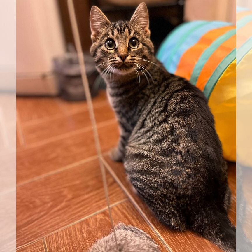 Котёнок в добрые руки