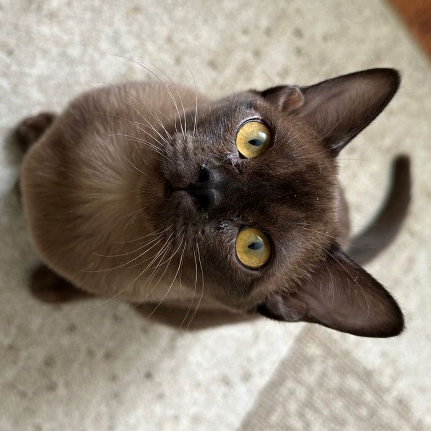 Европейский бурманский котёнок