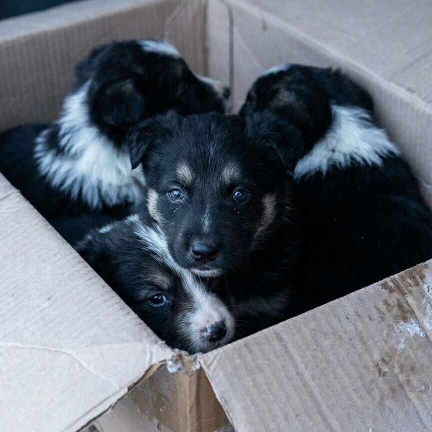 Щенок в добрые руки