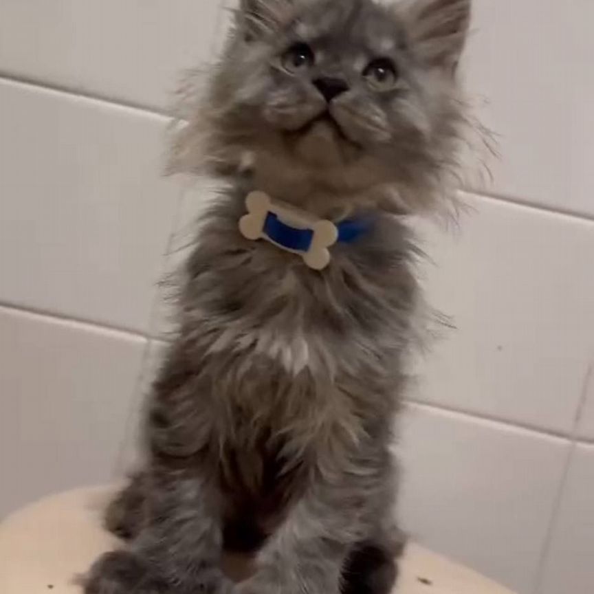 Котята мейн-кун полидакт