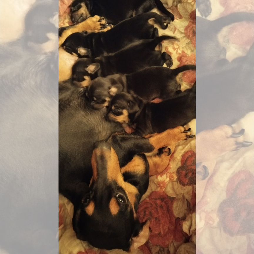 Кроличья такса, щенок