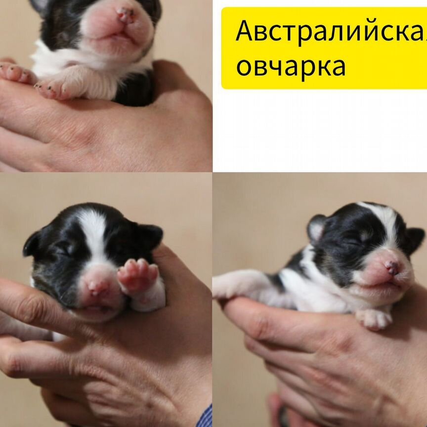 Австралийская овчарка девочки