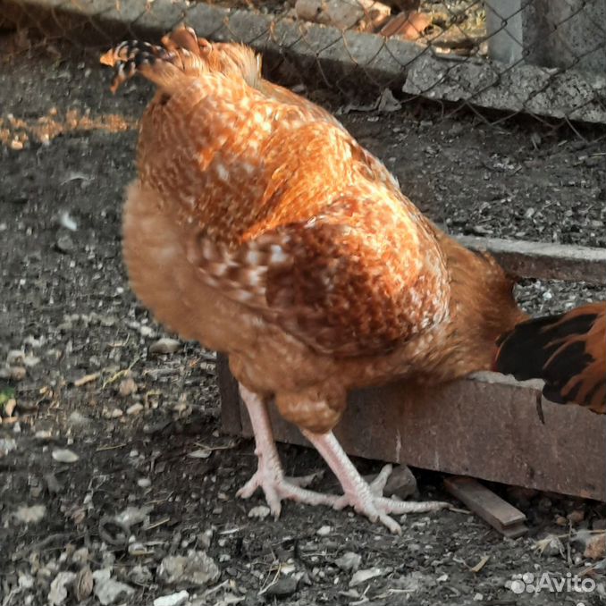 Петухи тюринская бородатая и нидерхайнер