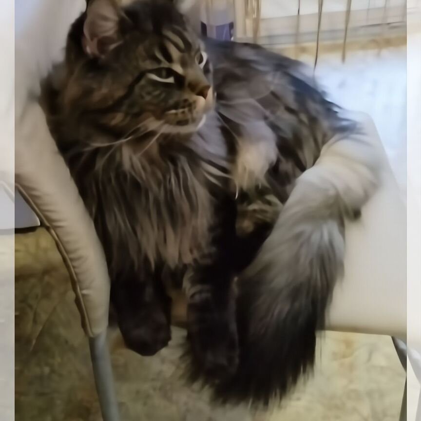 Мейн-кун, взрослый кот