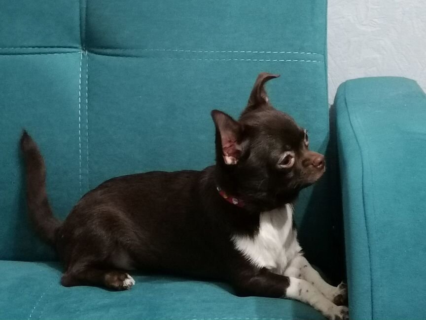 Мальчик Чихуахуа