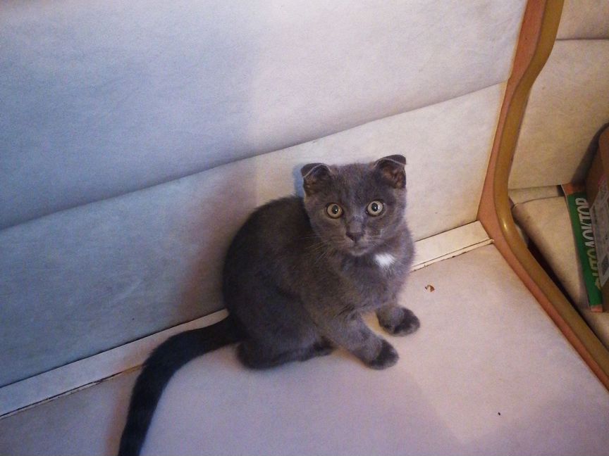 Вислоухий кот 3 месяца