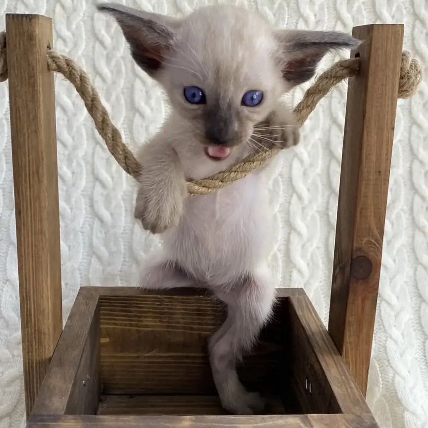 Ориентальный котёнок