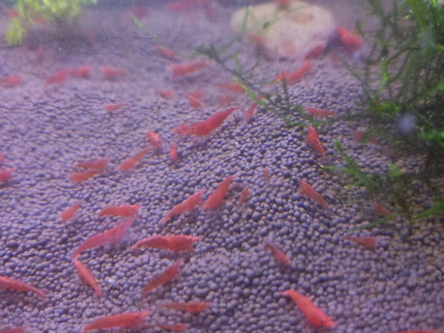 Креветки неокардины ярко-красные