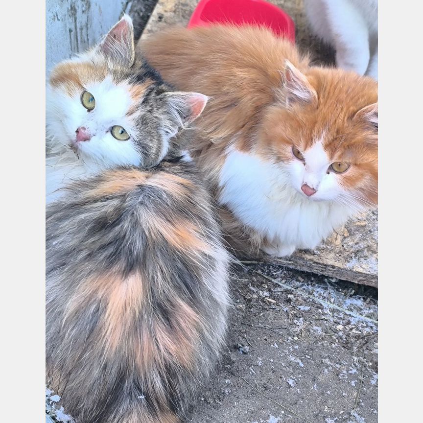 Котята замерзают на улице