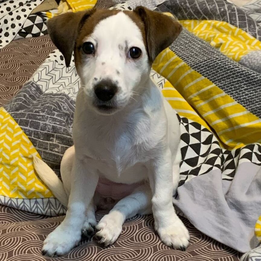 Джек-рассел-терьер, щенок