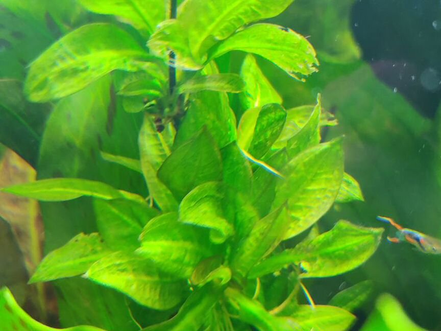 Аквариумные растения