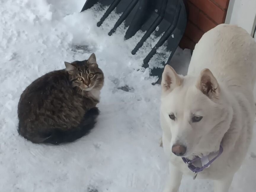 Собака хаски