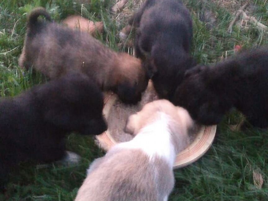 Отдаём в добрые руки