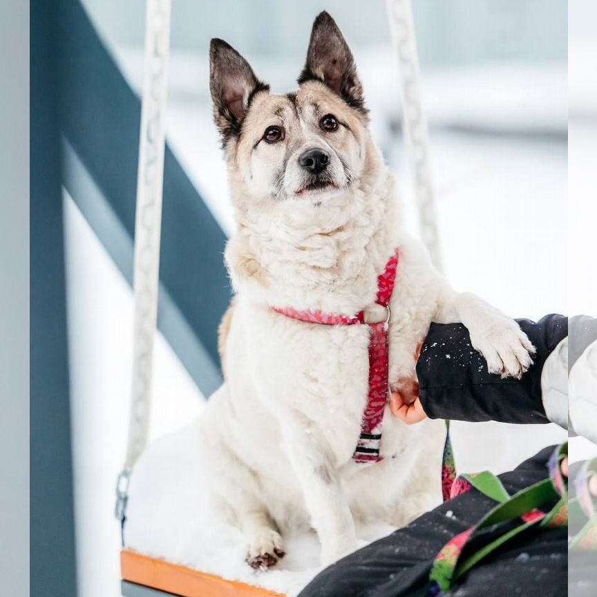 Взрослый пёс в добрые руки