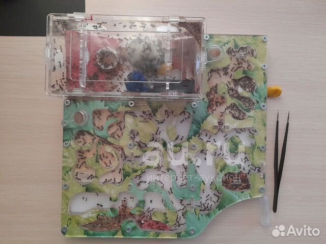 Муравьиная ферма с муравьями бесплатно