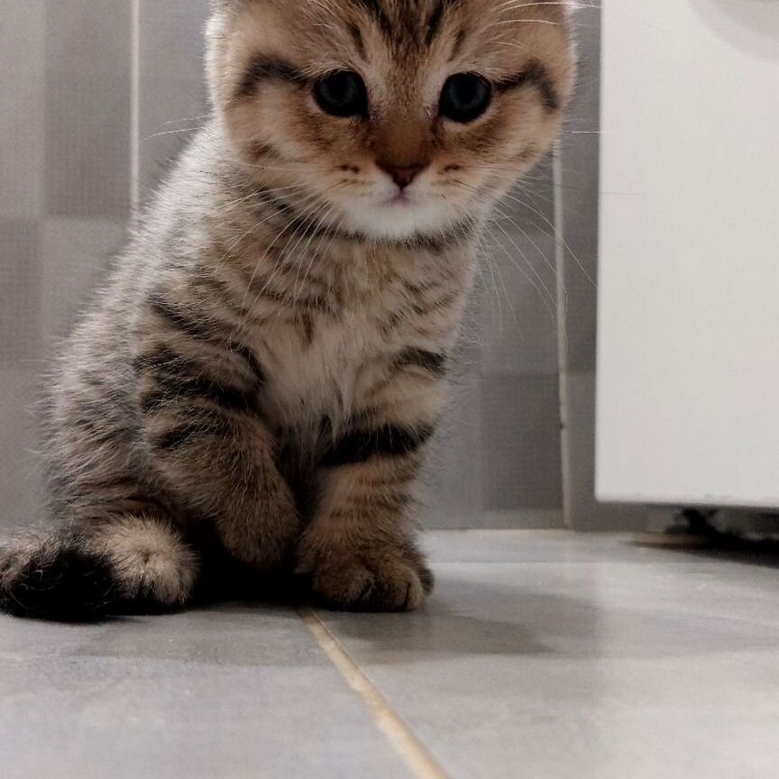 Шотландский вислоухий мальчик