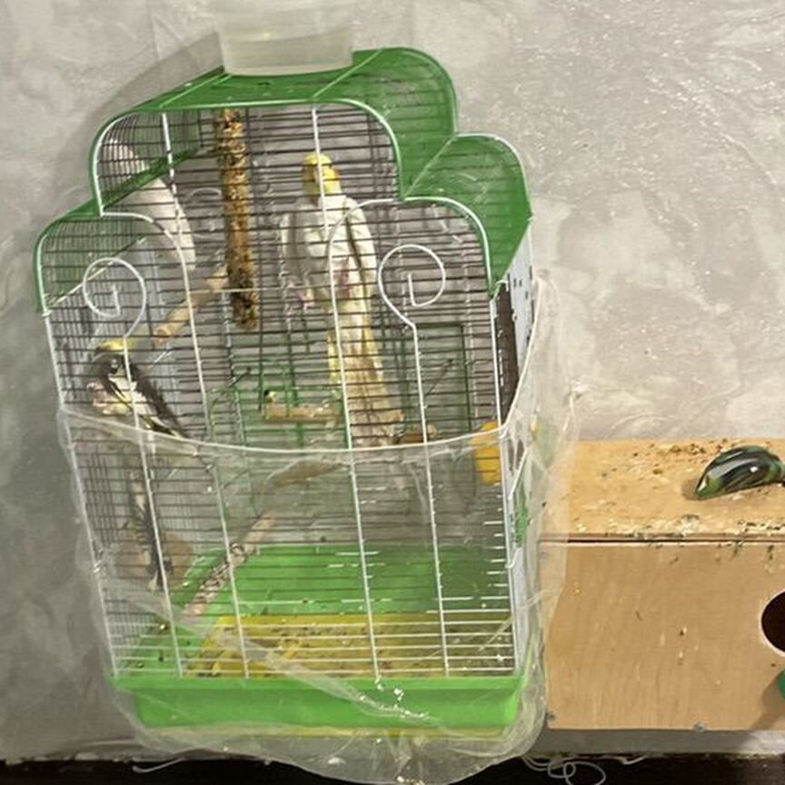 Попугай корелла