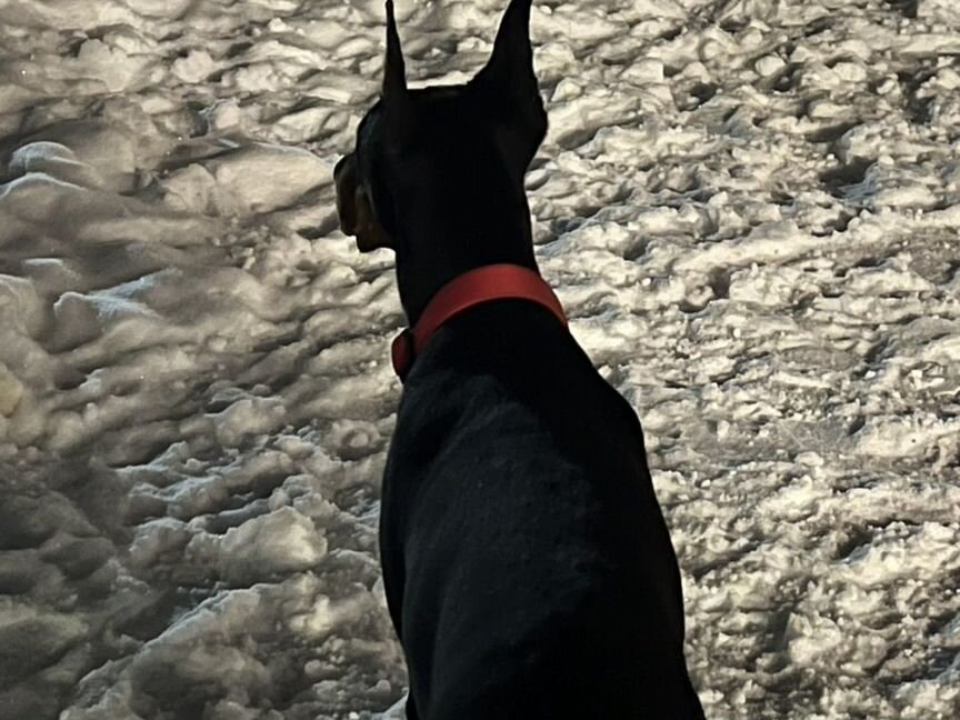 Доберман пинчер