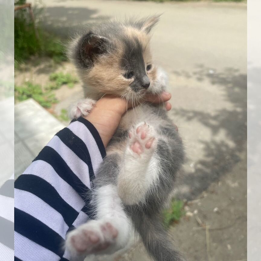 Котёнок в добрые руки