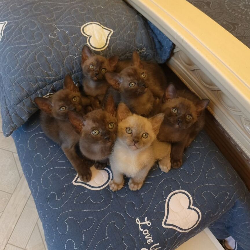 Бурманские котята