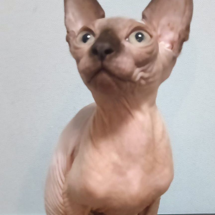 Канадский сфинкс котенок