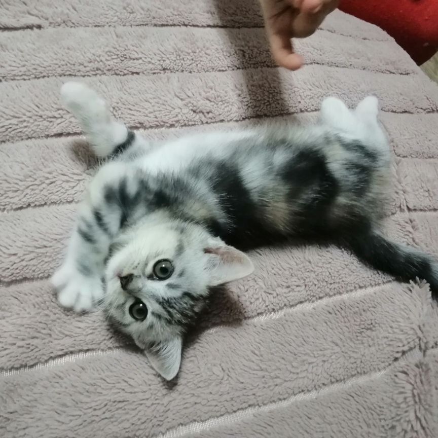 Шотландские мраморные котята