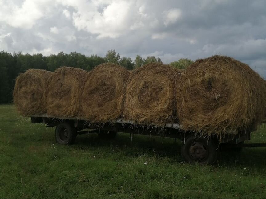 Продам сено в рулонах по 500 кг