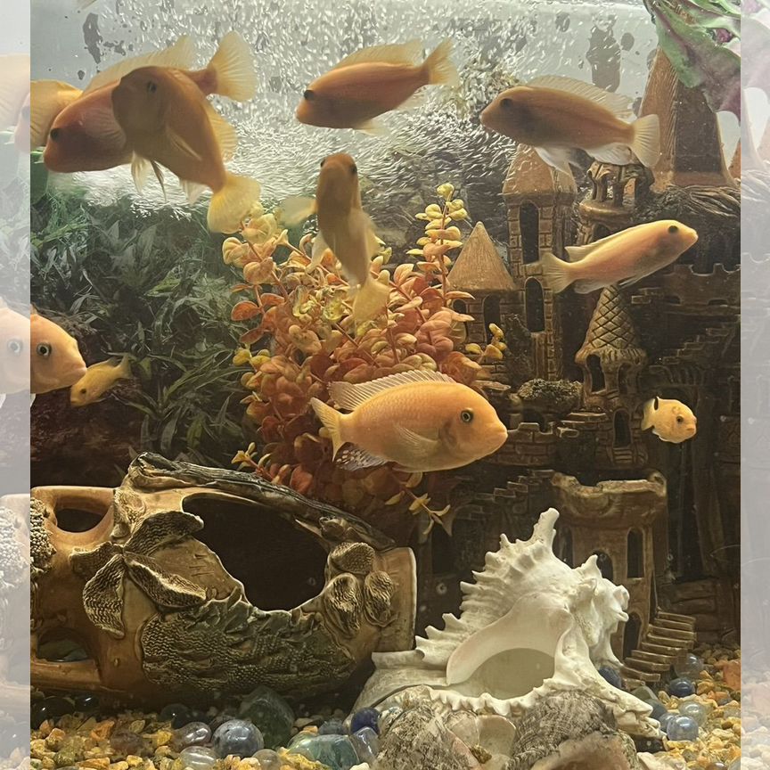 Аквариумные рыбки попугай и красные зебры