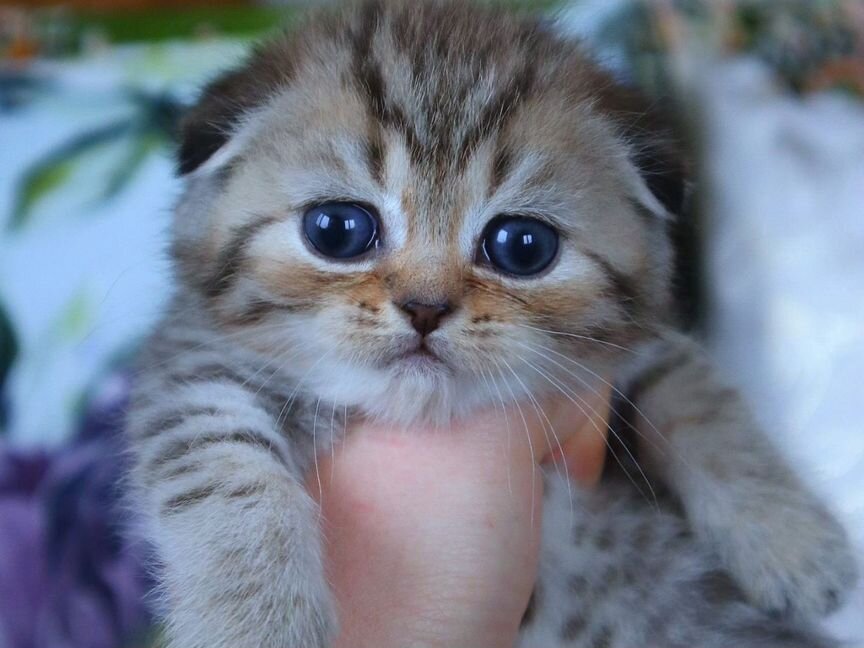 Шотландские котята