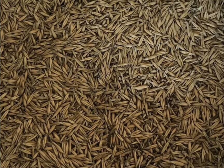 Овес фуражный