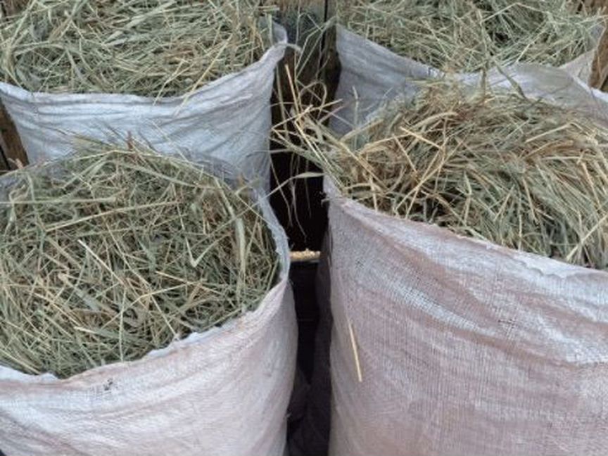 Сено в мешках, свежая луговая трава