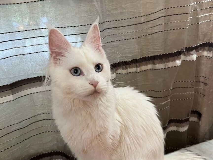 Мейн кун.Голубоглазая кошка Лола