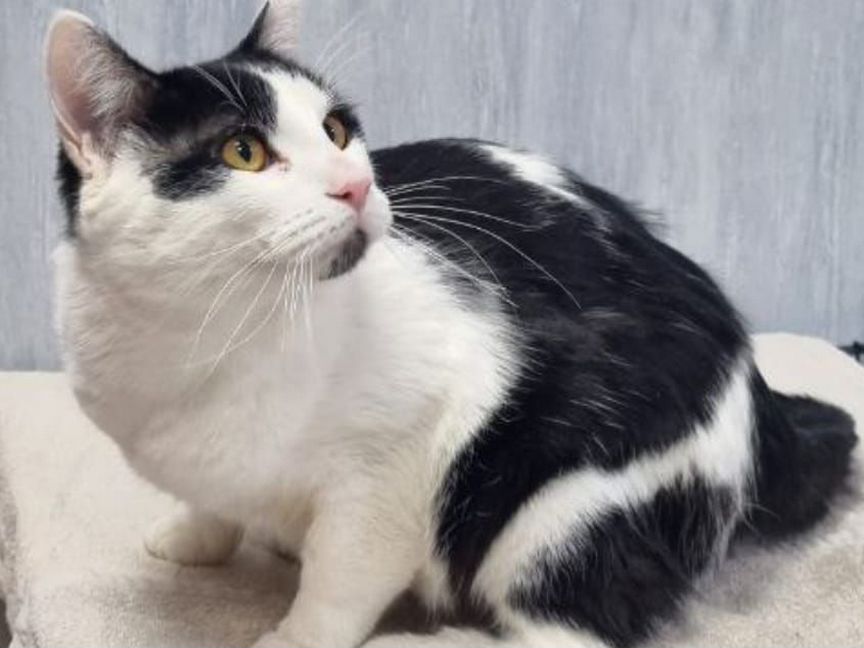 Котёнок метис