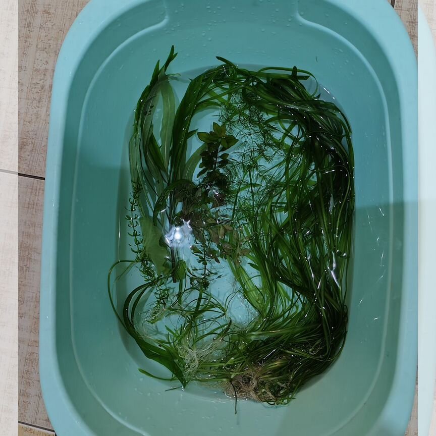 Аквариумные растения