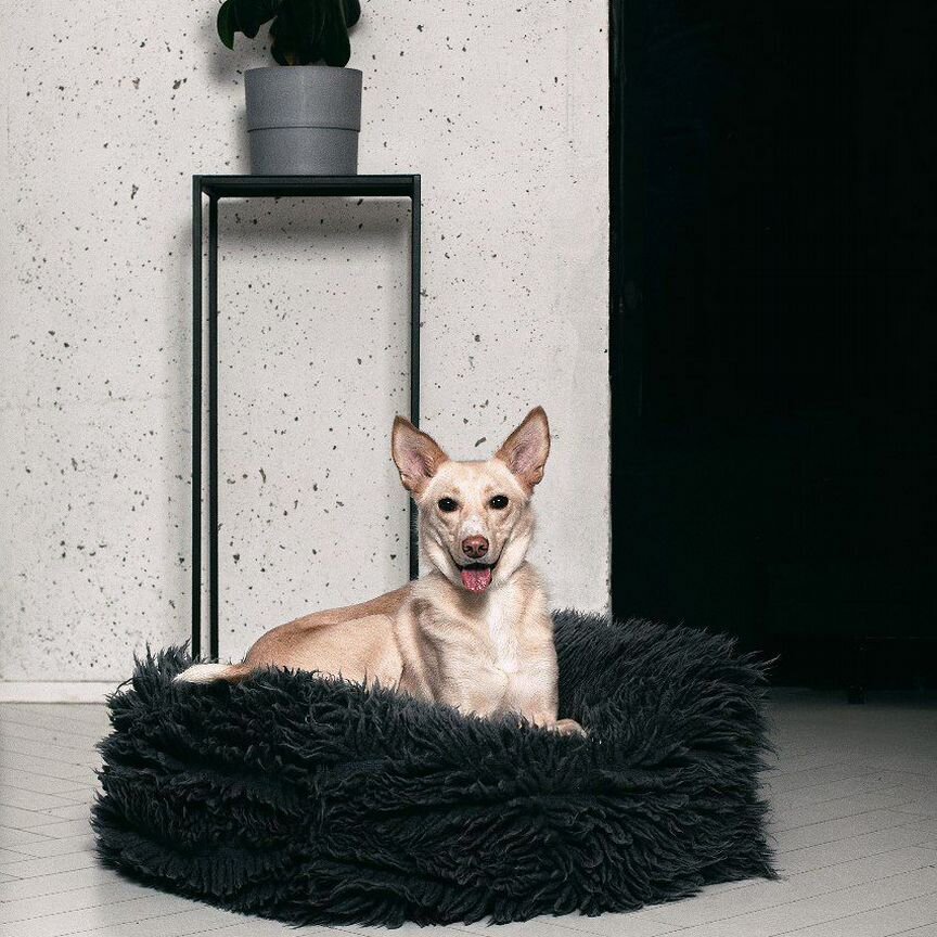 Особенная собака Белочка в добрые руки