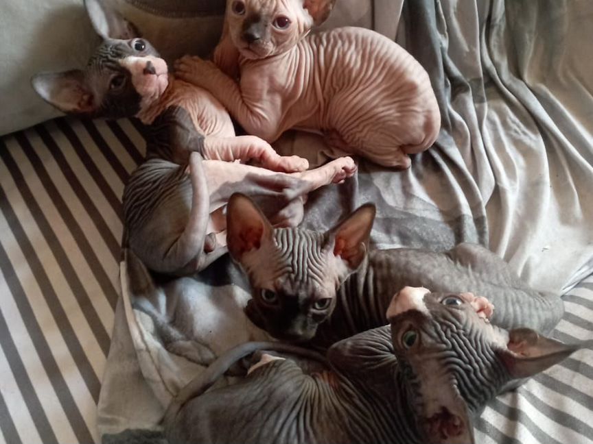 Канадский сфинкс котенок