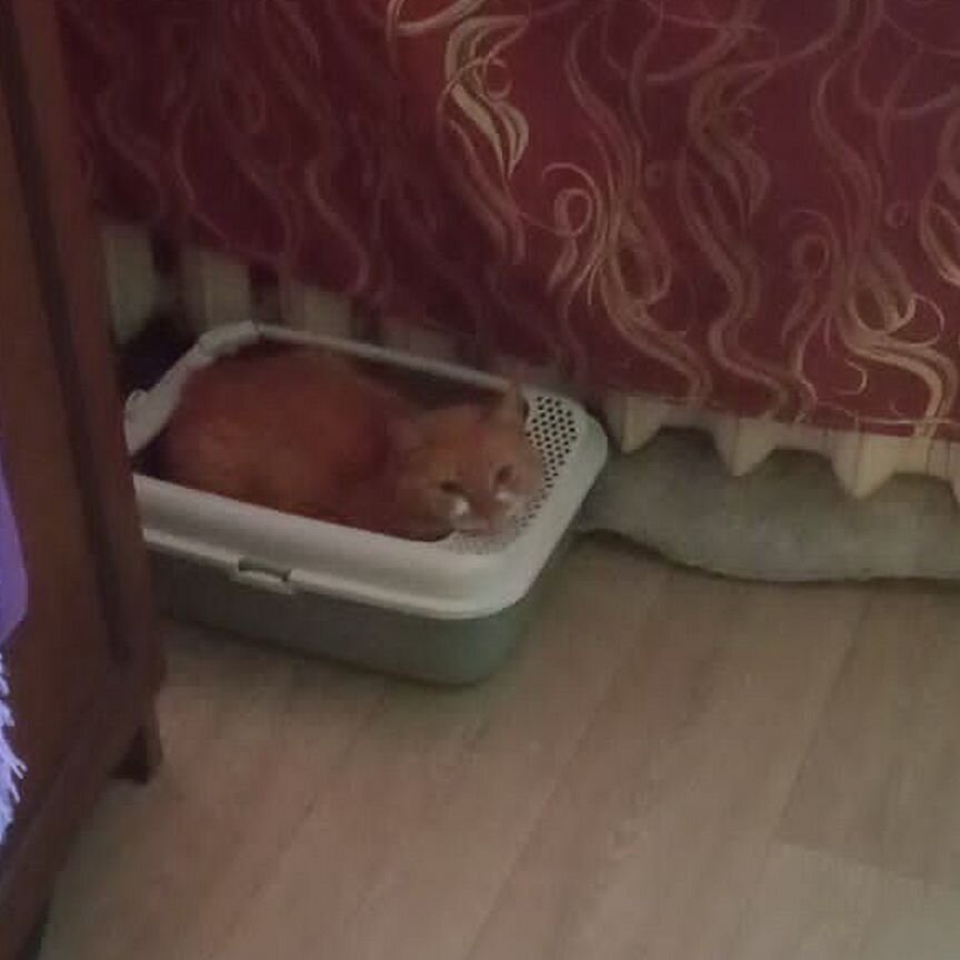 Кошечки