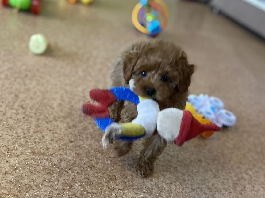 Той-пудель девочка Черри 2 мес