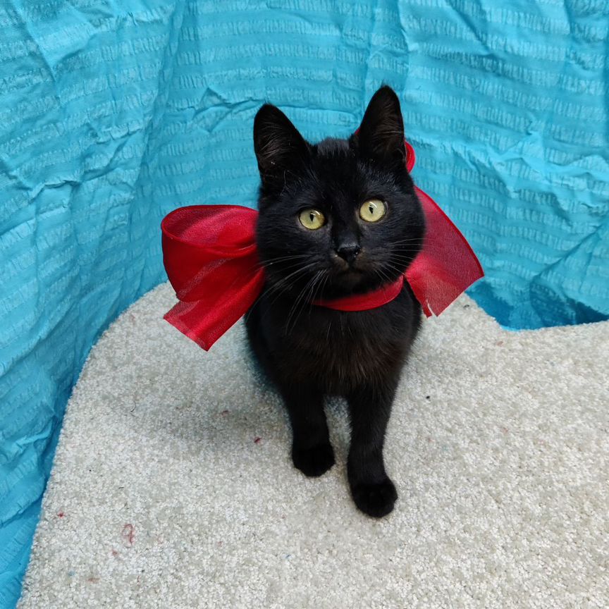 Котятки сладкие ребятки