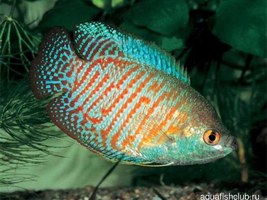 Аквариумные рыбки, Креветки