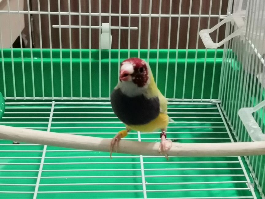 Амадины гульда