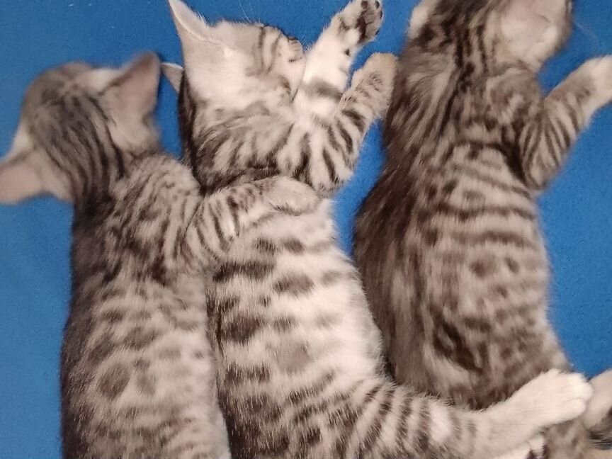 Серебристые бенгалы