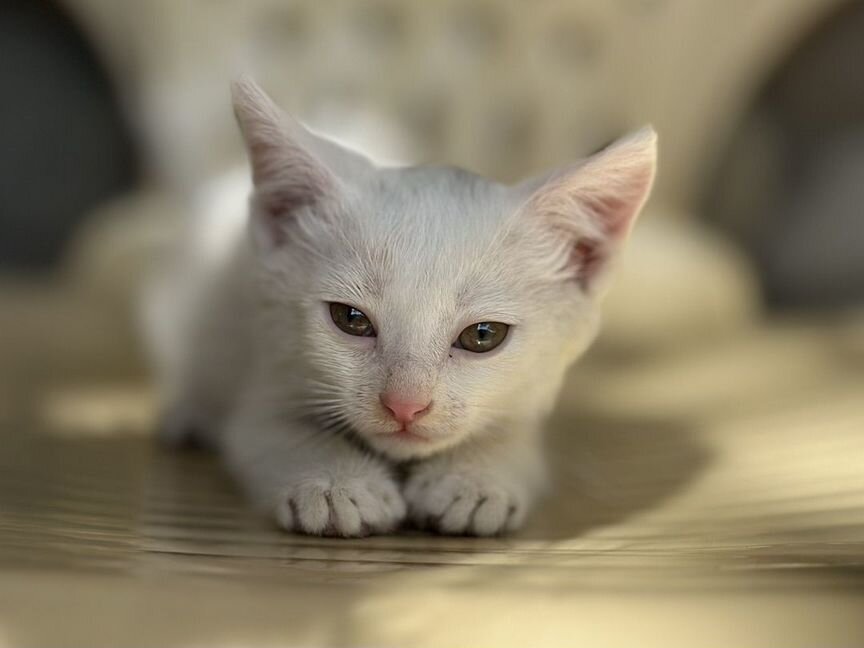 Котята в добрые руки бесплатно