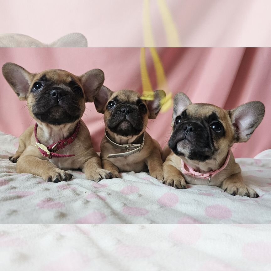 Французский бульдог наш дизайн пирожочки