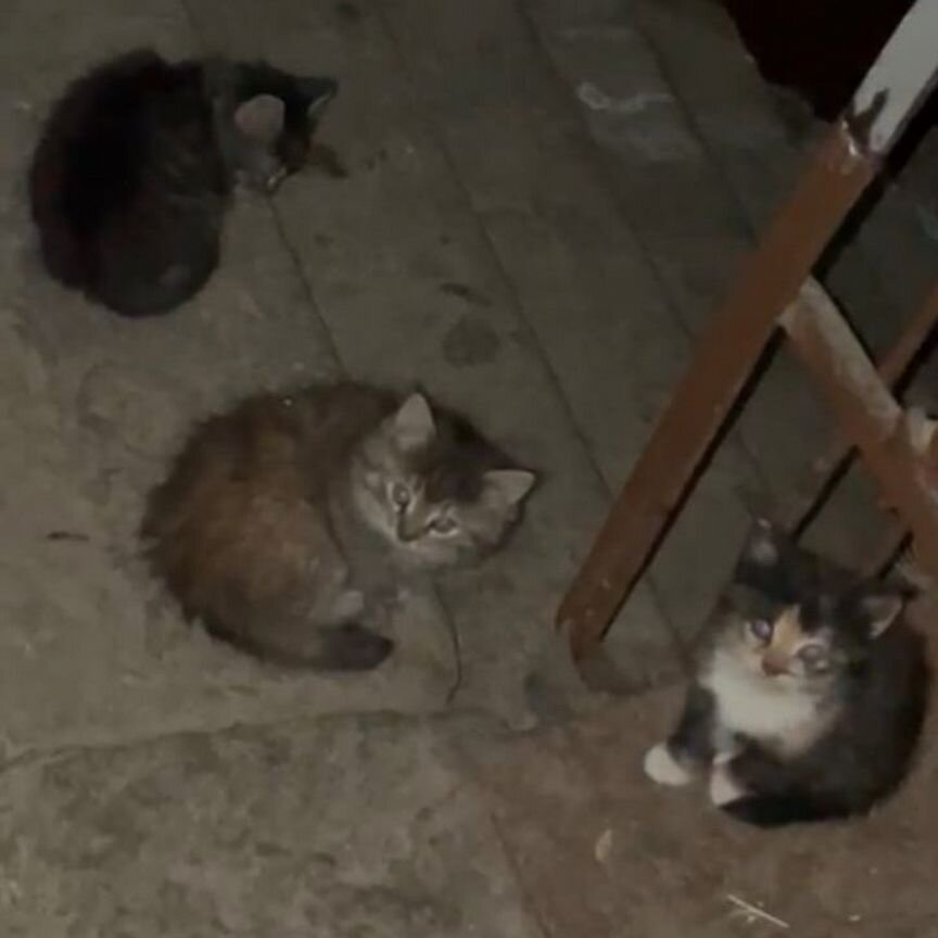 Котята в добрые руки