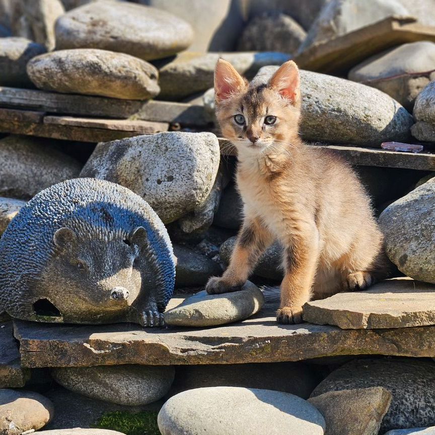 Котик чаузи