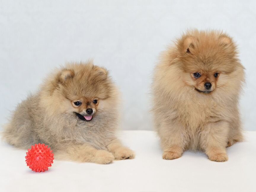 Померанский шпиц подрощенный мини