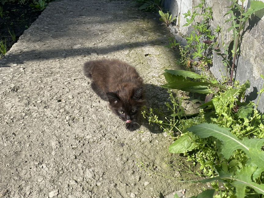 Кошки курильский бобтейл