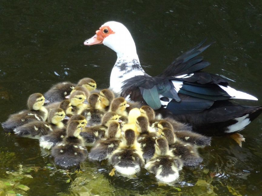 Индоутята с уткой